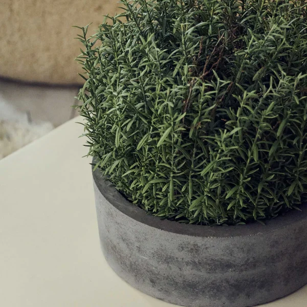 Artificial Rosemary Plant - Alisarch